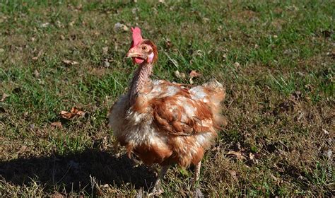The Molt Is Coming The Molt Is Coming