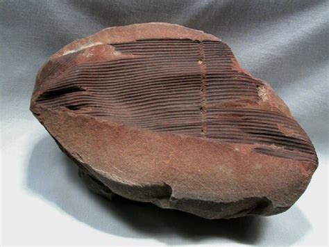 Crock Hey Fossil Calamites