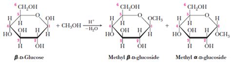 Solved Treatment Of β D Glucose With Methanol In The Presence Of
