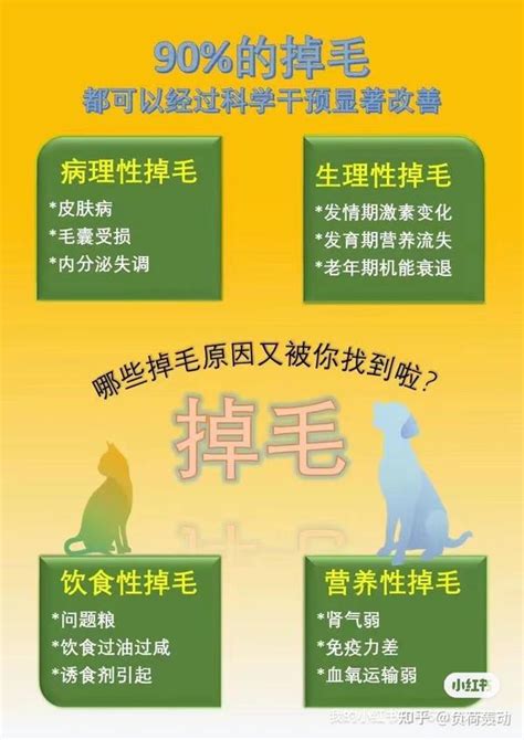 猫狗掉毛严重怎么办？ 知乎