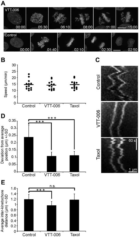 Vtt 006 Treatment Results In Chromosome Congression Defects And