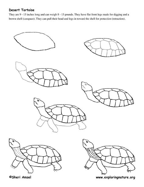 Desert Tortoise Drawing