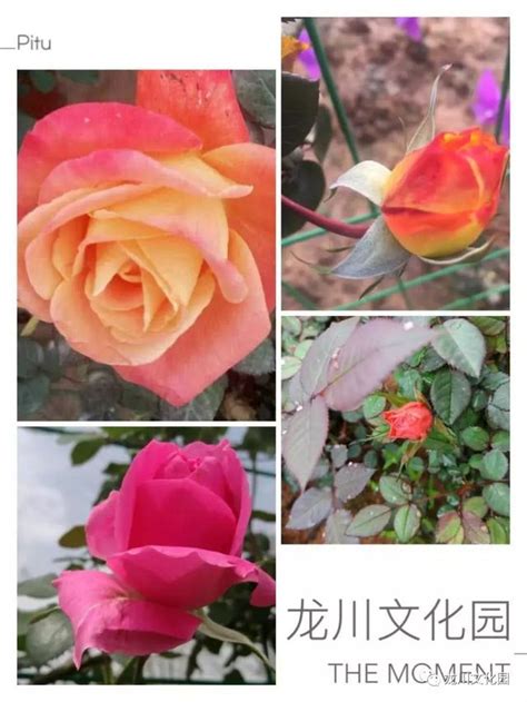 賞櫻有期，莫負好春光。2018中國版櫻花旅遊文化節震撼來襲！ 每日頭條