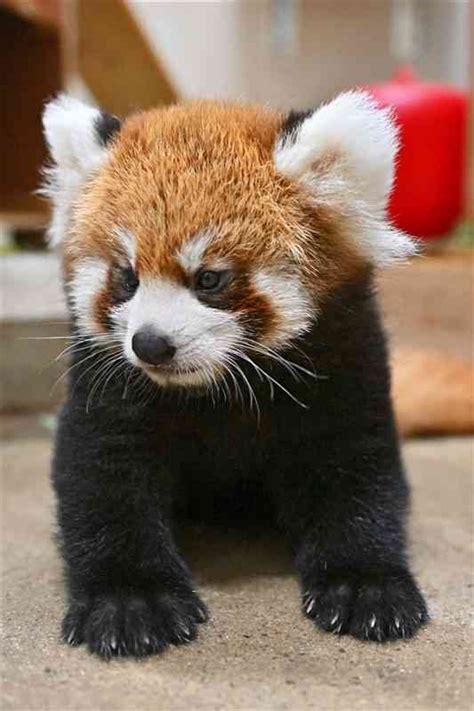 「杏香」に会えるよ！ レッサーパンダの赤ちゃん、14日から一般公開 熊本市動植物園｜熊本日日新聞社