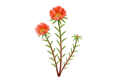 채송화는 사실 다육 식물이에요
