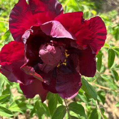 Mo Run Jue Lun Gansu Paeoniarockii Nursery