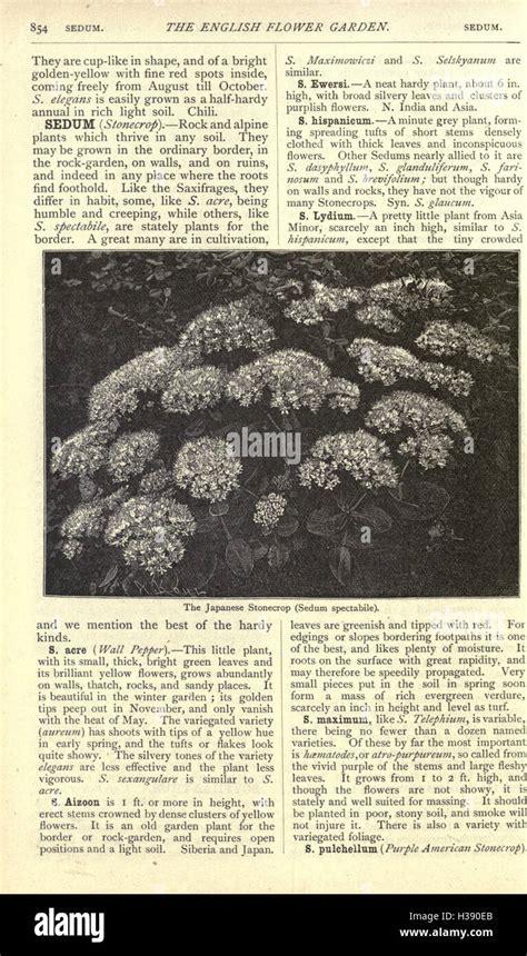 This Comprehensive Guide Focuses On The Cultivation Care And Aesthetic Arrangement Of Flowers