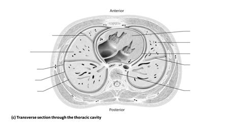 Transverse Section Through The Thoracic Cavity Diagram Quizlet