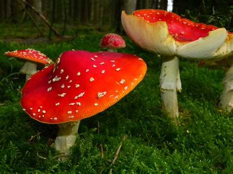图片素材 性质 森林 花 苔藓 红 秋季 植物学 斑 飞木耳 有毒 伞菌 红色蛤aric菌蘑菇 药用蘑菇