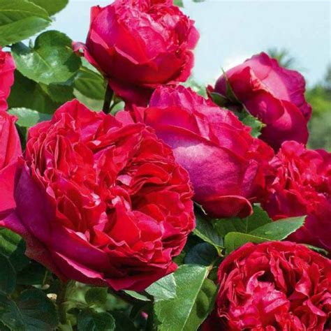 Роза Ред Эден Роуз (Red Eden Rose)