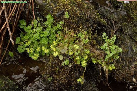 Chrysosplenium Oppositifolium Picture 14 Of 26