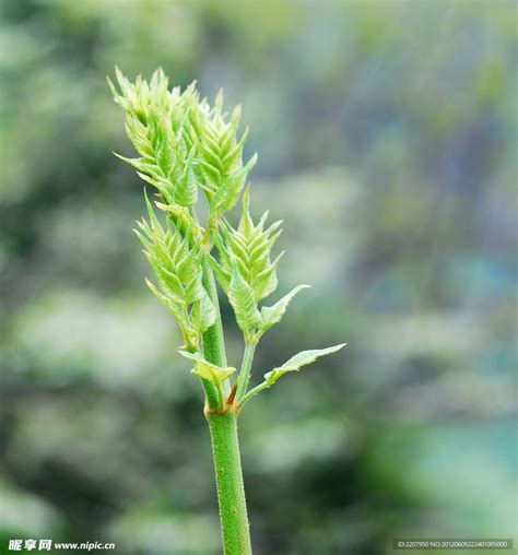 嫩叶摄影图树木树叶生物世界摄影图库昵图网