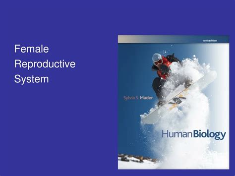 Ppt Female Reproductive System Powerpoint Presentation Free Download