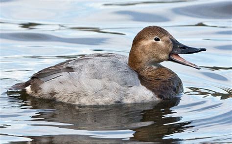 Canvasback