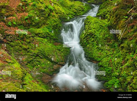 Dickson Creek At Dickson Falls In Fundy National Park New Brunswick