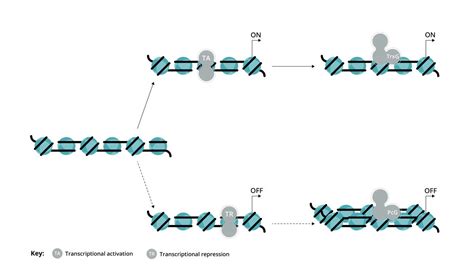 Introduction To Polycomb And Trithorax Group Proteins Abcam