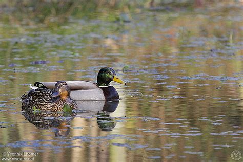 Canard Colvert Adulte Yvlh99226