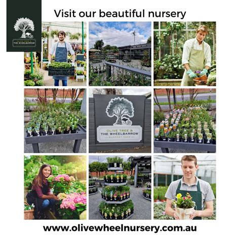 Visit Our Olive Tree And The Wheelbarrow Nurserycafe