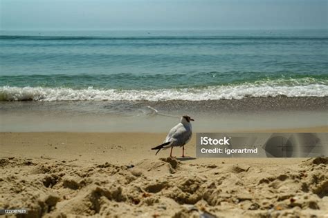 바다 해안에 대한 갈매기 초상화 해변가에 앉아 있는 흰 새 갈매기의 전경을 가까이에서 감상해 보실 수 있습니다 천연 물과 모래