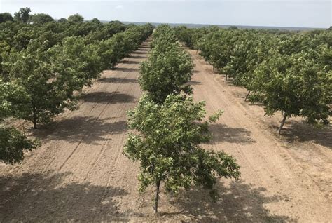 Cover Crop Uses In Pecan Silvopasture Pecan South MagazinePecan South