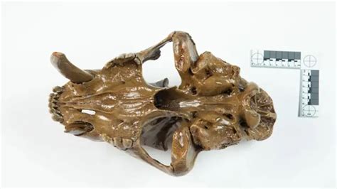 The Last Known Sabertooth Skull Was Discovered In Iowa Researchers Say
