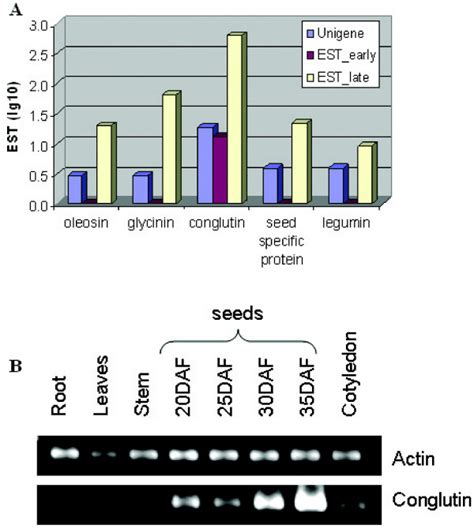 Expression During Seed Development A EST Counts For Seed Storage Download Scientific Diagram