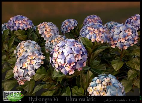 Second Life Marketplace Hydrangea Flowers