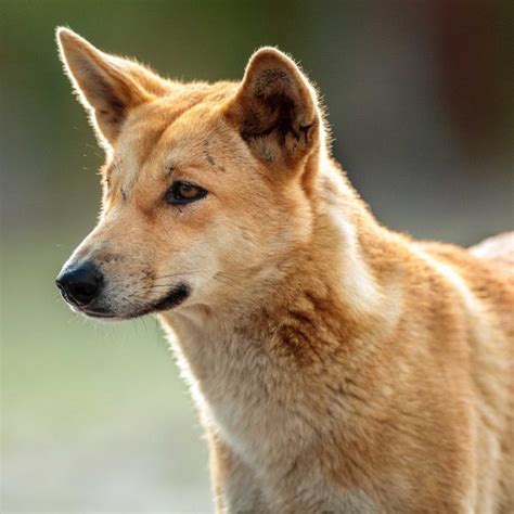 Dingo Project Centre For Ecosystem Science UNSW Sydney