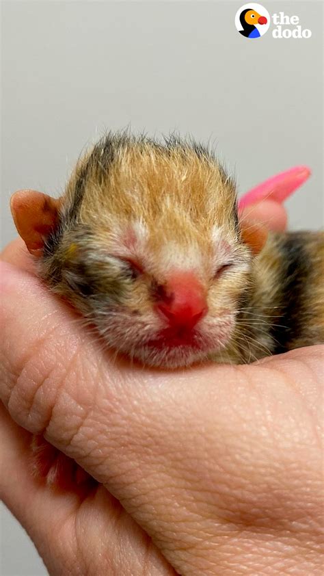 Kitten As Tiny As Computer Mouse Gives Woman Purpose Kitten Smaller