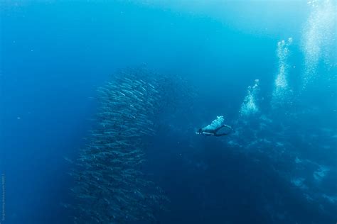 Diving With School Of Barracuda By Stocksy Contributor Song Heming