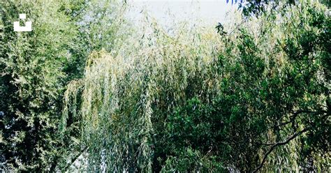 People Sitting On Grass Field Surrounded By Trees During Daytime Photo