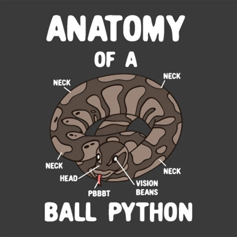 Ball Python Anatomy Morph List World Of Ball Pythons