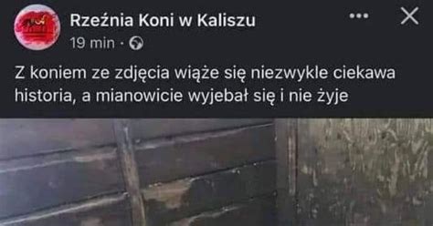 Kuń