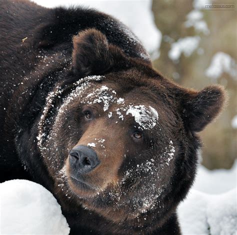 Hibernación De Los Osos Gothombi