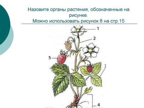 Строение цветкового растения Строение цветка презентация онлайн