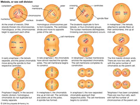 Chromosome Pmg Biology