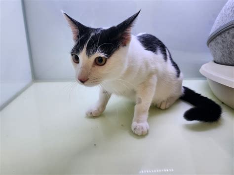 코리안숏헤어 두부 애완견성격 반려견성격 소형견크기 중형견크기 미니비숑프리제크기 토이푸들크기 골든리트리버크기 래브라도리트리버크기 닥스훈트크기 도베르만크기 말티치크기 말티폼크기