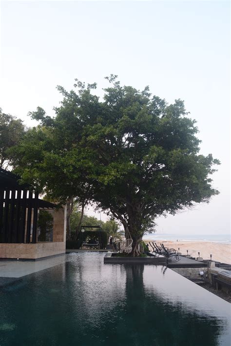 Tree Sea Water Free Photo On Pixabay Pixabay