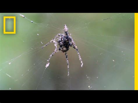 These Spiders Built A Massive Decoy Spider Out Of Carcasses Nerdist