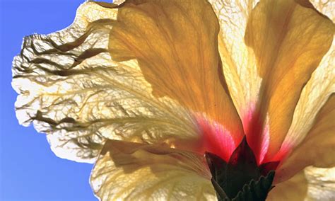 Papilionaceous Corolla Background Images Hd Pictures And Wallpaper For