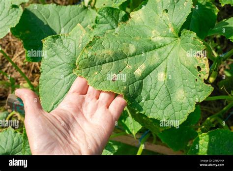 A Gardener Examines A Diseased Cucumber Leaf Cucumber Mosaic Spot A