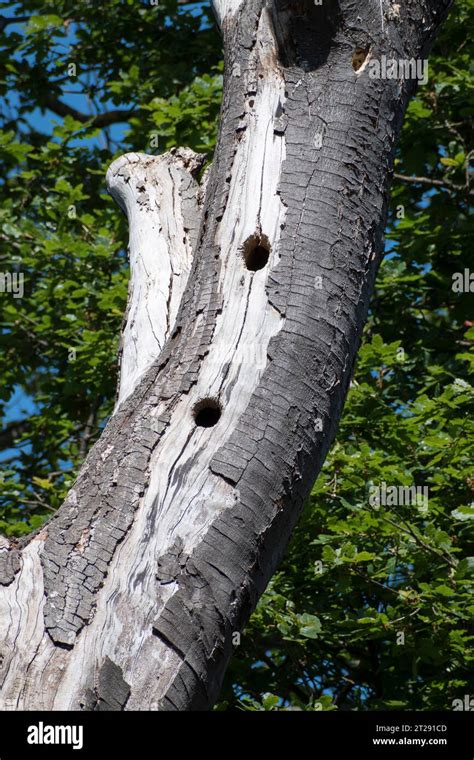 Tree Hole