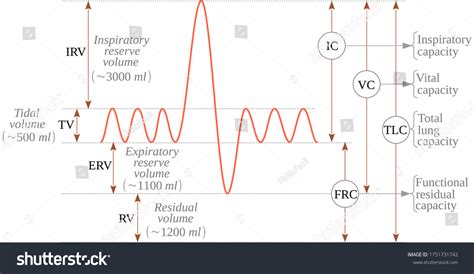 Simple Spirometry Simple Test Used Diagnose 库存矢量图免版税1751731742 Shutterstock
