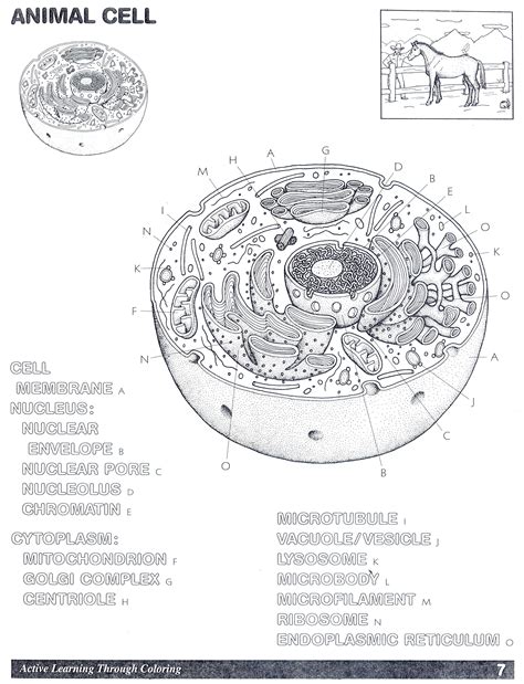 Animal Cell Coloring Page Coloring Home