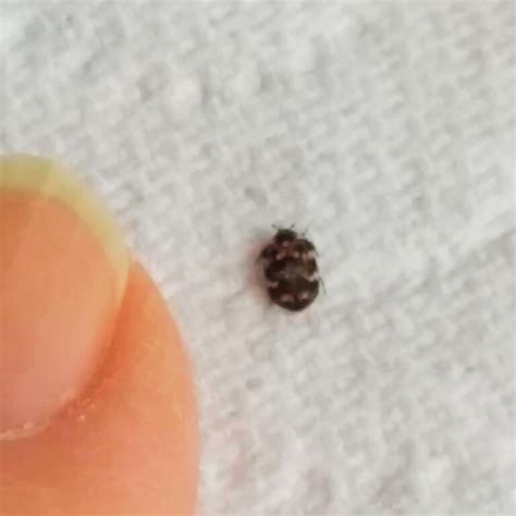 Carpet Beetles Carpet Moths Mites Country Life Pest Control
