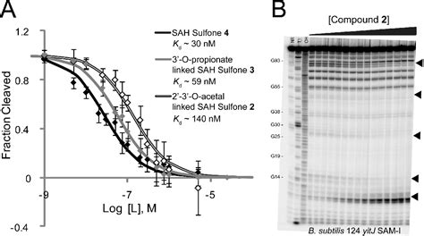 Figure 2 From Structure Guided Design Of Fluorescent S