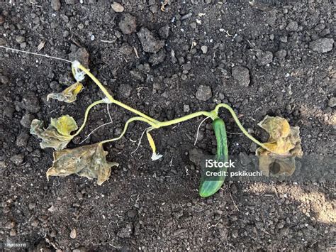 Cucumber Plant Showing Root Swelling Damage Caused From Rootknot