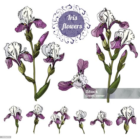 점단과 홍채 꽃의 단일 싹 손으로 그린 잉크와 컬러 스케치 흰색 배경에 격리 된 색상 요소의 컬렉션입니다 꽃 식물에 대한 스톡 벡터 아트 및 기타 이미지 Istock