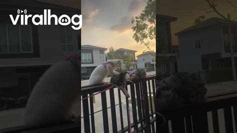 Pop Up Massage The Tango