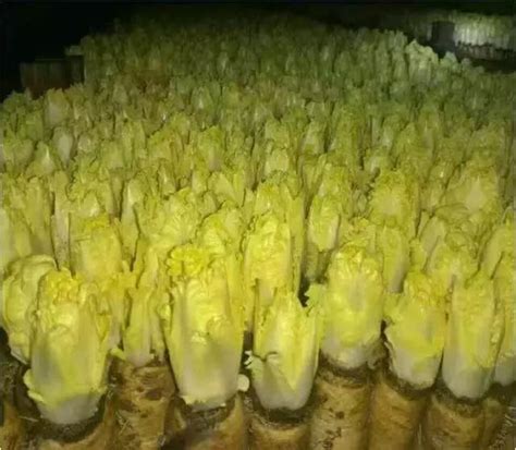 農民種植「金蔬菜」畝產1000斤，每斤30元，但是很多人都不 每日頭條